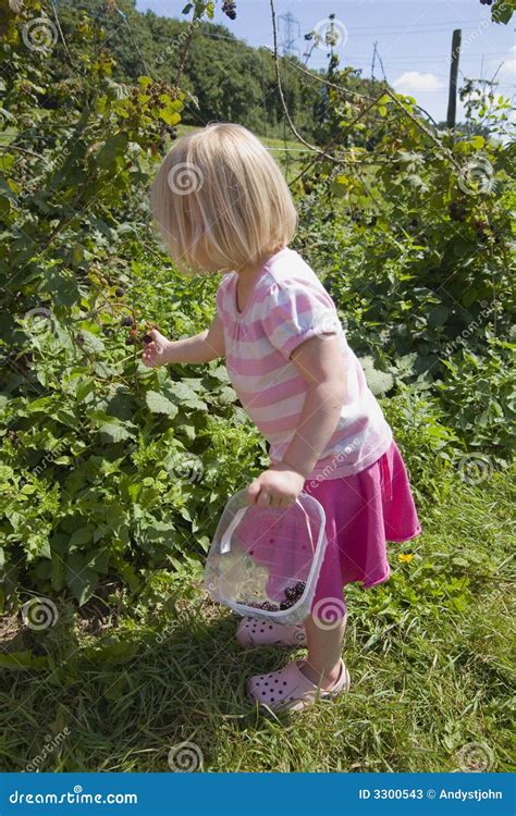 Cueillette De Fruit De Jeune Fille Image stock Image du été assez