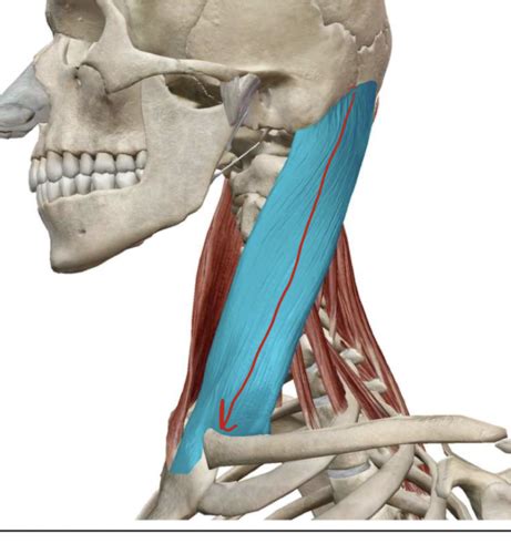 Muscles Of The Neck Flashcards Quizlet