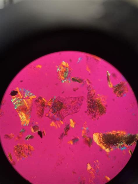 Plm Find R Microscopy