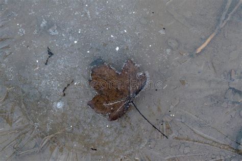 Fallen Leaf Frozen In Puddle Stock Image Image Of Closeup Scene