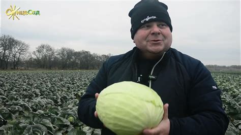 Капуста Агресор росте на будь яких ґрунтах і дає щедрі врожаї 🥬 Youtube