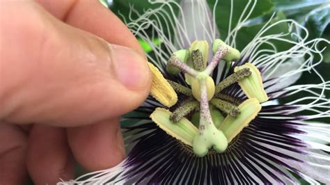 Hand Pollinating Passion Fruit Flowers