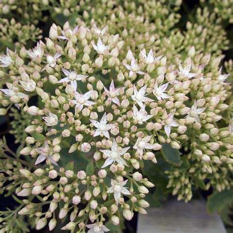 Sedum Thundercloud Midwest Groundcovers Llc