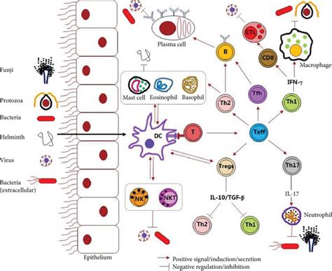 Schematic Representation Of The Host Immune Response Against Microbial