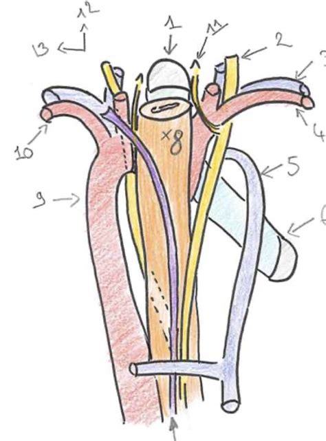 Diagramme de vue postérieur de l oesophage Quizlet
