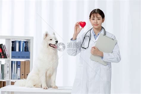 宠物医生为萨摩耶体检高清图片下载 正版图片501671055 摄图网