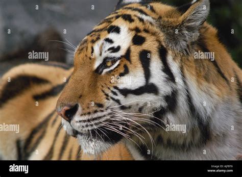 Amur Siberian Tiger Panthera Tigris Altaica Female Stock Photo Alamy