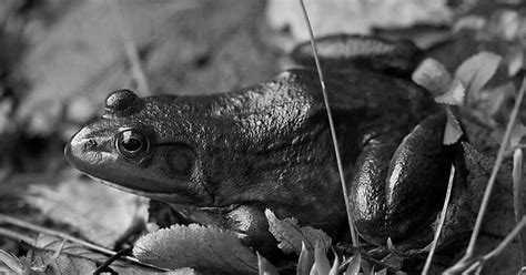American Bull Frog Imgur
