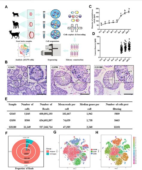 Figure 1 From Single Cell Transcriptomics Reveals Male Germ Cells And Sertoli Cells