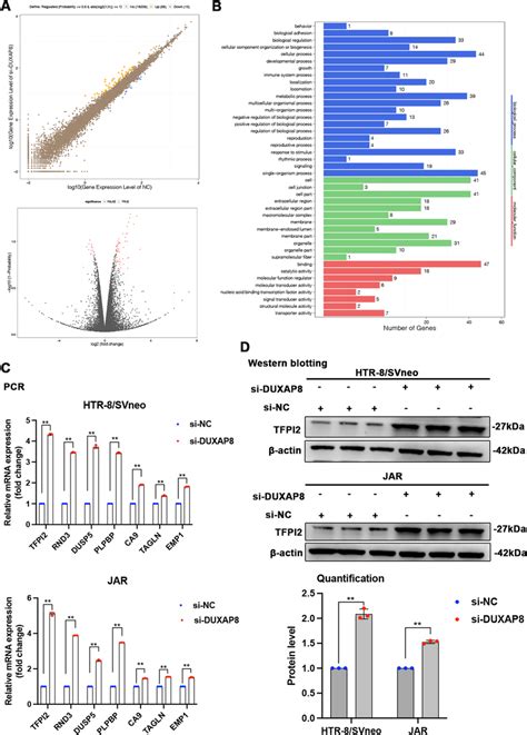 Gene Expression Profiling A The Rna Transcriptome Sequencing Analysis