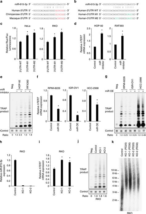 The MiR 615 3p Negatively Regulates HTERT Expression In Cancer Cells A