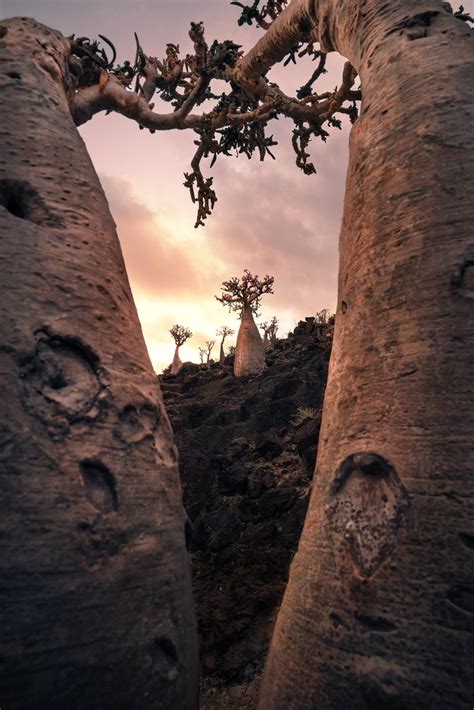 Socotra Ramiro Torrents Photography