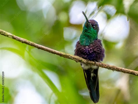 Panama El Valle De Anton Parque Nacional Cerro Gaital Hummingbird