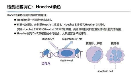 细胞凋亡检测：hoechst染色原理详解