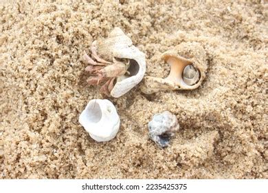Hermit Crab On Rock Photos And Images Shutterstock