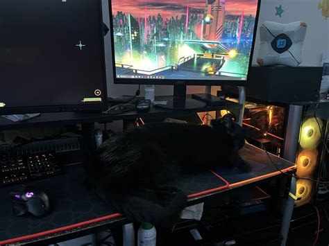My Cat Has Taken Over My New Ltt Wan Deskpad Rlinustechtips