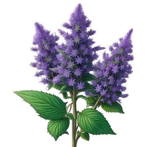 Premium Vector Anise Hyssop Flower And Foliage