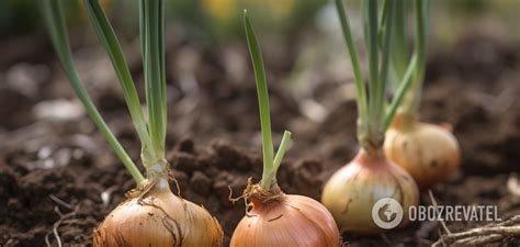 Коли копають цибулю як заготовити на зиму поради дачникам Oboz Ua