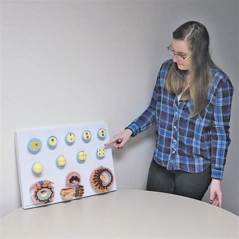 Fertilization And Development Model