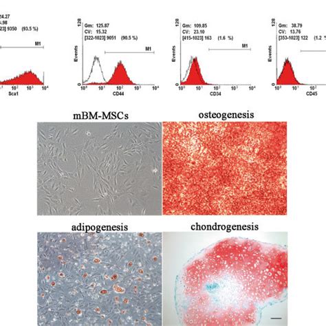 Co Culture Of Human Bone Marrow Derived Mesenchymal Stem Cells With