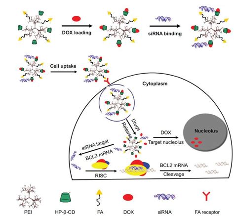 Figure 1 Schematic Representation Of Dox Loading And Bcl 2 Sirna