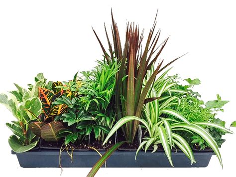 3 Premium Assorted Slappendel Greenhouses Inc
