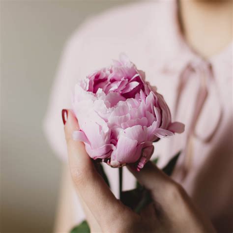 Details 300 Imagen Peonias Propiedades Abzlocal Mx