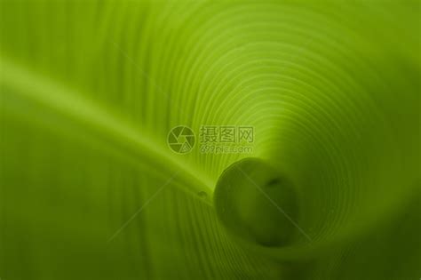 香蕉叶 摘要高清图片下载 正版图片321500020 摄图网