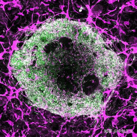Science重磅：华人团队破解类器官关键难题，培养出具有逼真血管网络的心脏和肝脏类器官 知乎