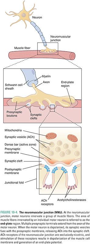 Cholinergic Pharmacology Basicmedical Key