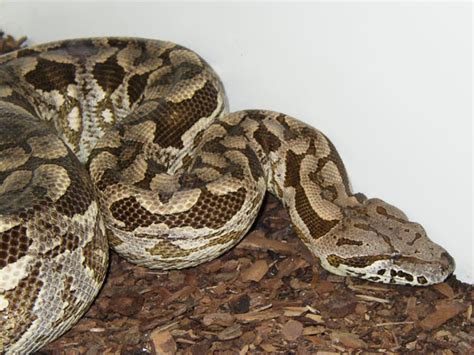 Boa Python Website Markus Borer