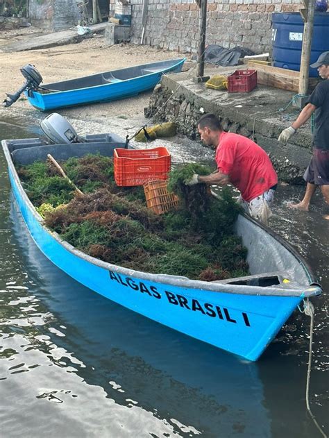 Maricultor De Sc Dobra Renda Com Cultivo De Algas Para Biofertilizante