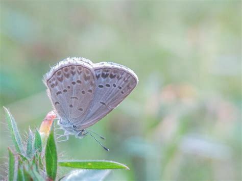 Premium Photo Close Up Of Moth Perching On Plant