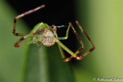 Crab Spider Whats That Bug