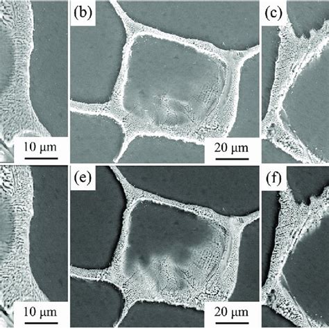 The Multi Scale Segregation Pattern In The Sample 1 A The Dendritic