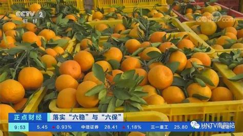 「央视关注河南淅川」万亩柑橘大丰收仓房镇