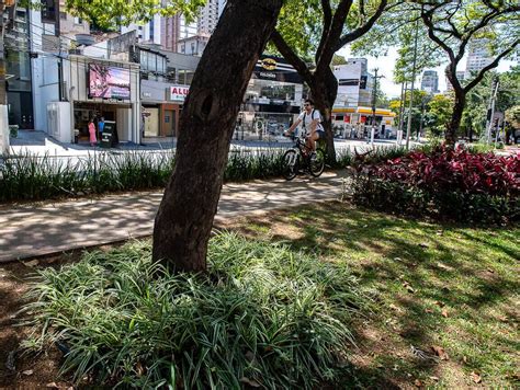 Como Pedir Poda Ou Remoção De árvores Em São Paulo Noticias R7