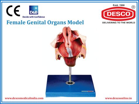 Female Genital Organs Model DESCO