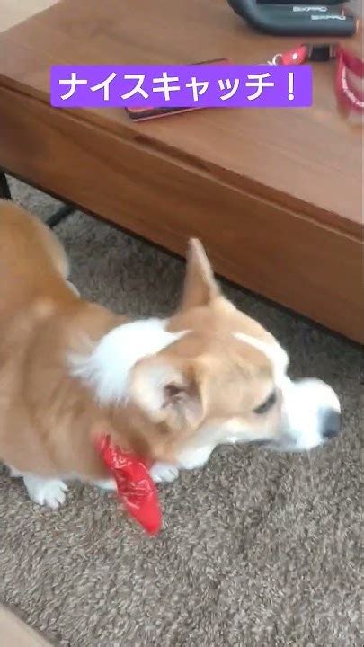 ナイスキャッチ Nice Catch Shorts コーギー Corgi Youtube