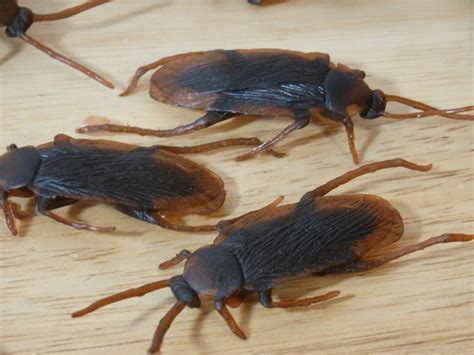 Realistic Fake Cockroaches 3 Roach Found Object Imitation Halloween