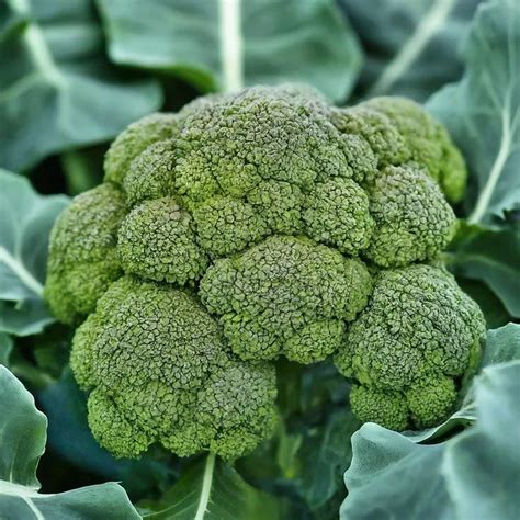 Cultivos De Invierno Qué Sembrar En La Huerta Durante La Temporada