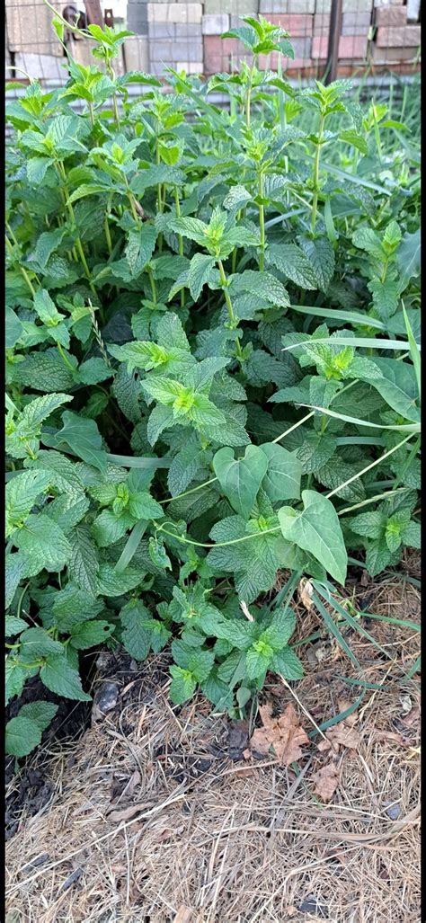 Can Someone Tell Me What This Is R Gardening