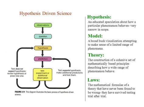 Hypothesis Practice Using Scenarios Answer Key Unveiled