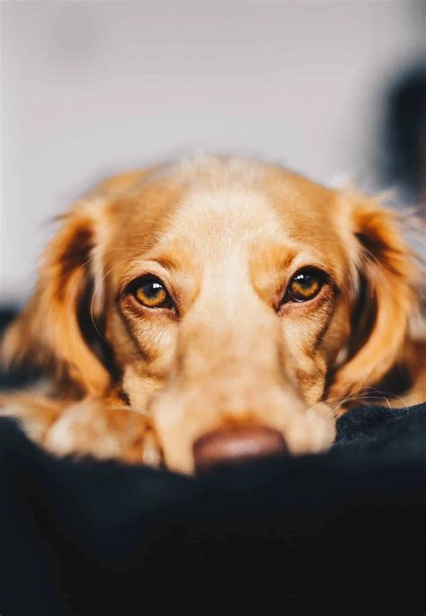 Mi Perro Vomita Amarillo ¿quÉ Hago