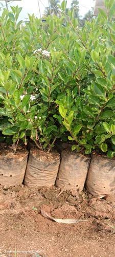 Green Clerodendrum Inerme Gaertn Packaging Type Bag At ₹ 15piece