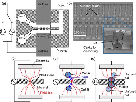 Configuration Of Pdms Fusion Device And Principle Of One To One Fusion Download Scientific