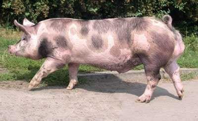 Raza Porcina Cerdo Pietrain Principales Características