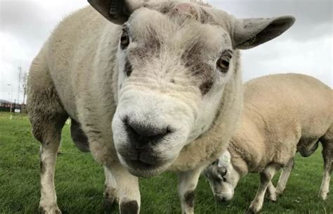 Овцы Тексель