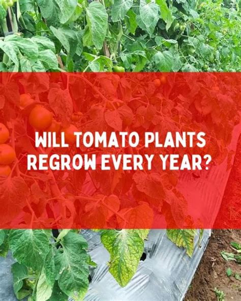 When To Feed Tomato Plants A Comprehensive Guide Happiness Tomato