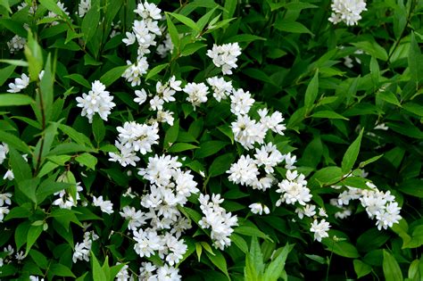 あずましの里通信花壇には次々と初夏の花が咲き始めました